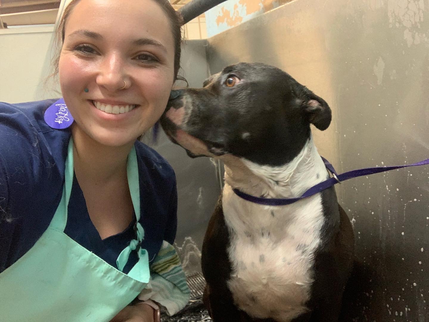 Divine Canine Grooming&board – Angel Fires Most Luxurious Pet Salon