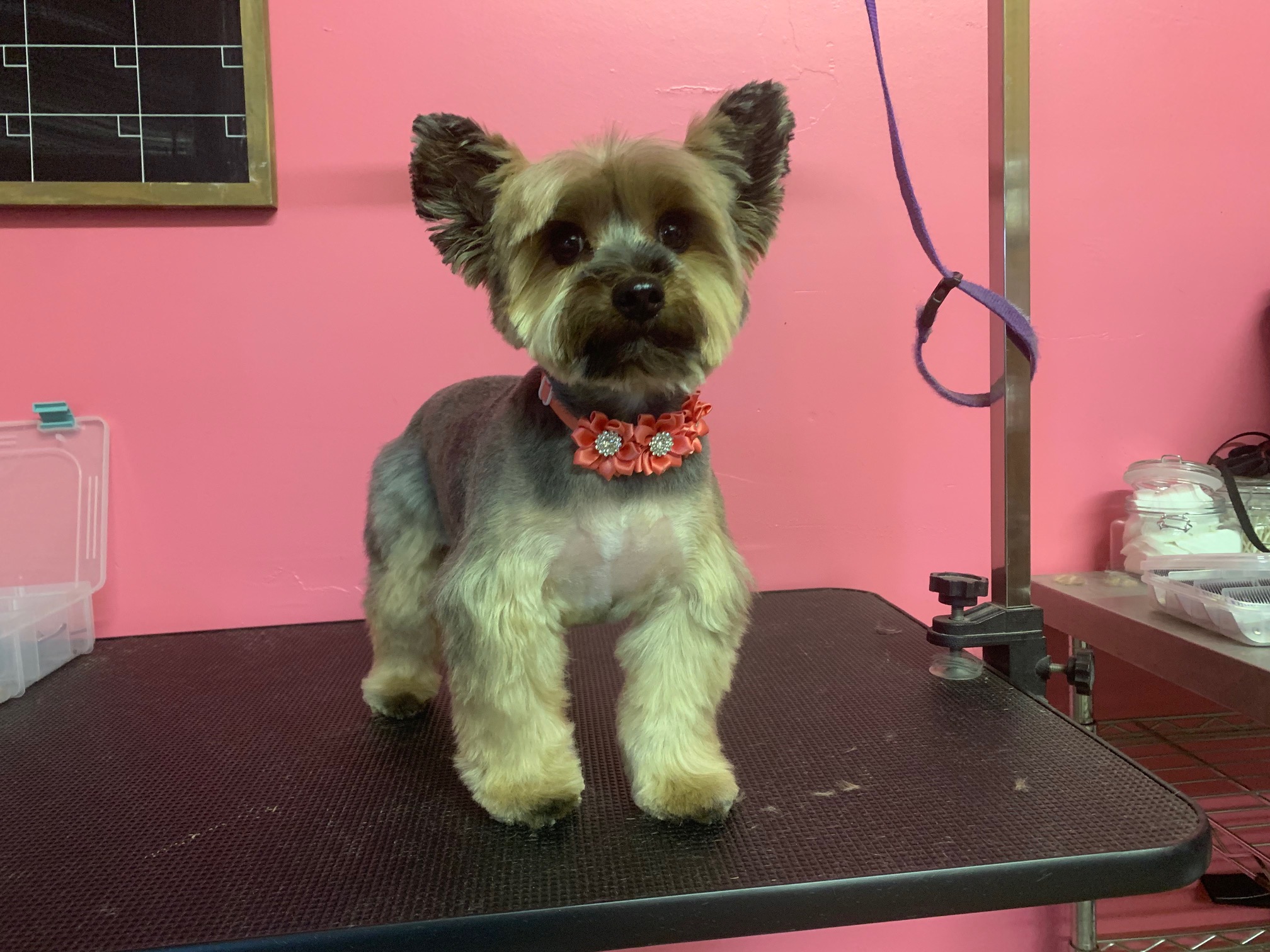 Divine Canine Grooming&board – Angel Fires Most Luxurious Pet Salon
