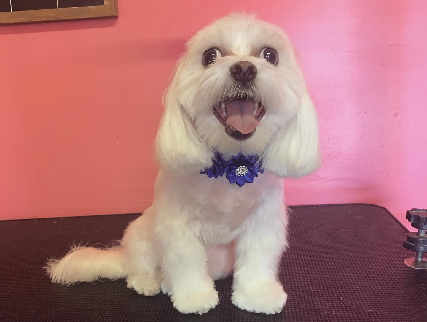Divine Canine Grooming&board – Angel Fires Most Luxurious Pet Salon
