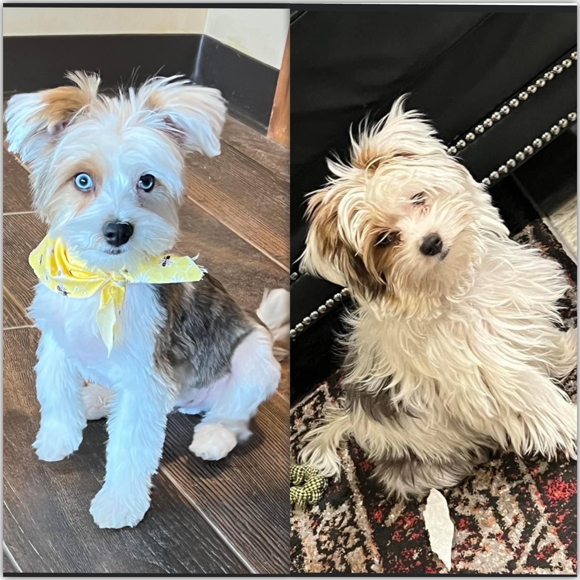 Divine Canine Grooming&board – Angel Fires Most Luxurious Pet Salon